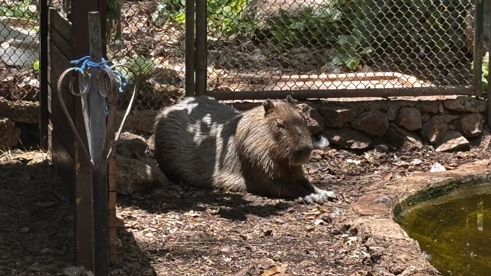 Son capibaras estrellas del ‘Animaya’ en Mérida - Luces del Siglo