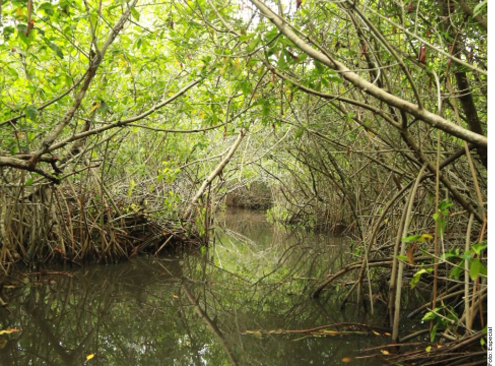 Urge frenar el ecocidio en manglares de Ciudad del Carmen - Luces del Siglo