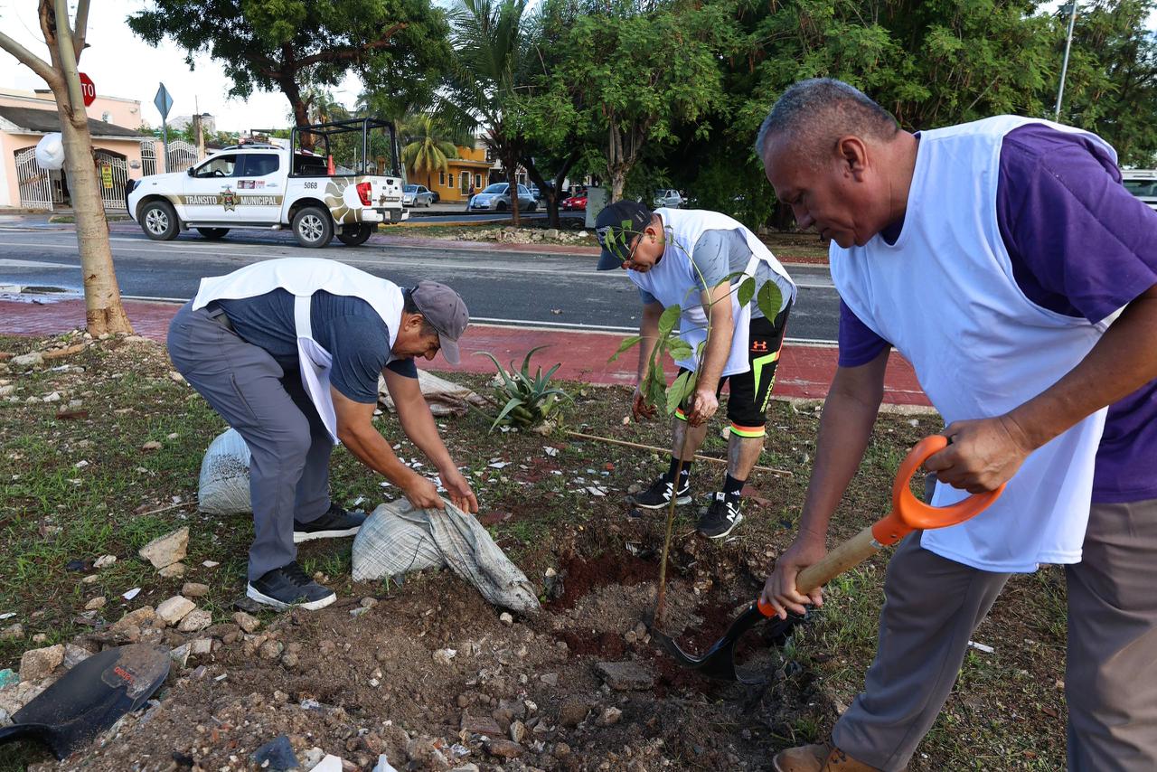 Plantarán 3 mil árboles en Benito Juárez durante 2026 - Luces del Siglo