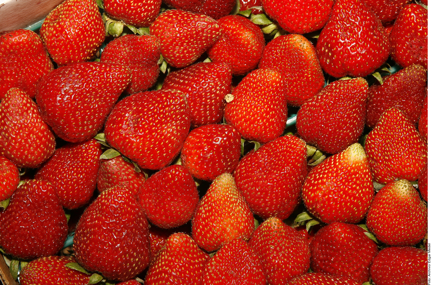 Ahora Estados Unidos investiga a fresas mexicanas - Luces del Siglo